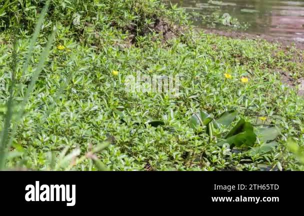 Ludwigia grandiflora aka Water primrose is an aquatic plant of the ...