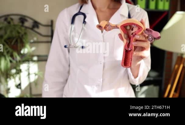The doctor shows an anatomical model of female reproductive organs, a ...