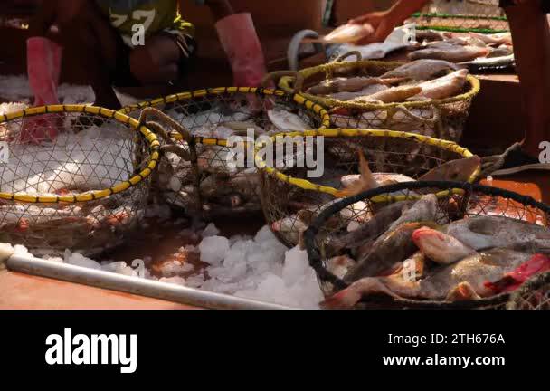 Many baskets with many fish on the fish market. Hands taking and ...