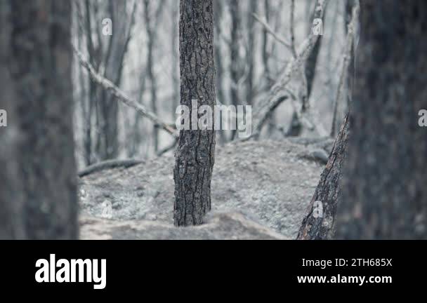 Burnt pine trees after wildfire - Death forest aftermath of bush fire ...