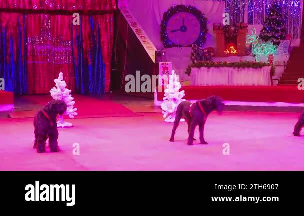 Dogs in arena Stock Videos & Footage - HD and 4K Video Clips - Alamy