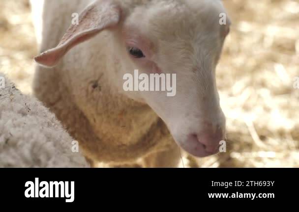 Lamb on straw Stock Videos & Footage - HD and 4K Video Clips - Alamy