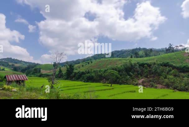timelapse rice fields in harvesting season under clear blue sky,rice ...