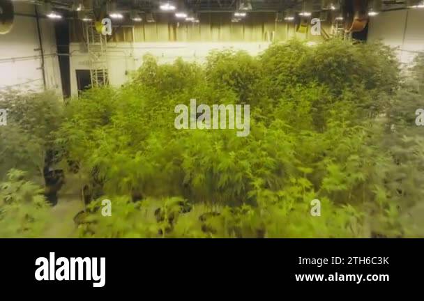 Legalized marijuana plants for medicinal purposes in the U.S. Legal cannabis substance for ...