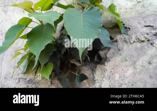 India ficus religiosa pipal tree Stock Videos & Footage - HD and 4K ...