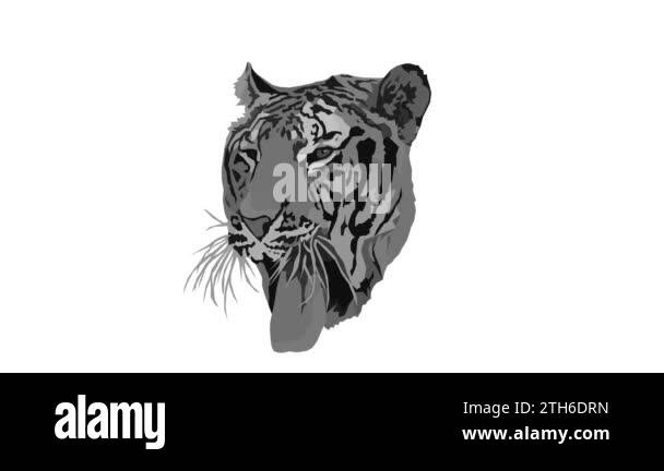 This animated Sumatran tiger cat Yawning (Panthera Tigris Sondaica), is ...