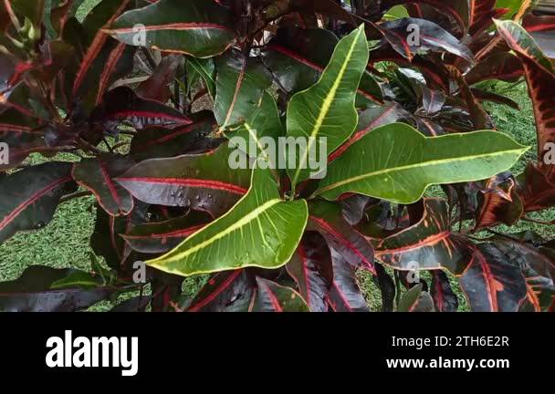 Bunga Puring. Fresh green Codiaeum variagetum leaves. Top view Stock ...