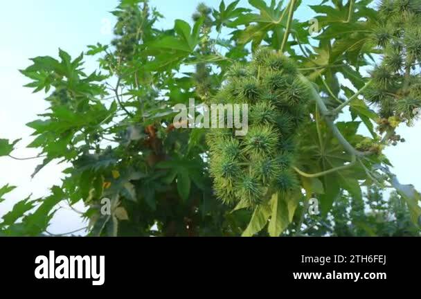 Castor tree or ricinus ricinus communis Stock Videos & Footage - HD and ...