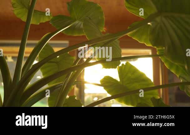 Impressive growth of alocasia odora pot plant with lush green leaves ...