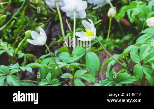 White windflower Stock Videos & Footage - HD and 4K Video Clips - Alamy