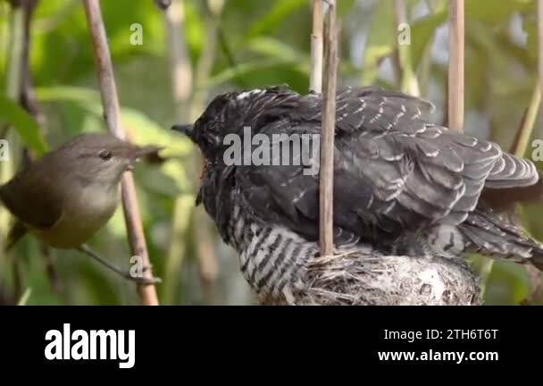Cuckoo cuculus canorus young bird Stock Videos & Footage - HD and 4K ...