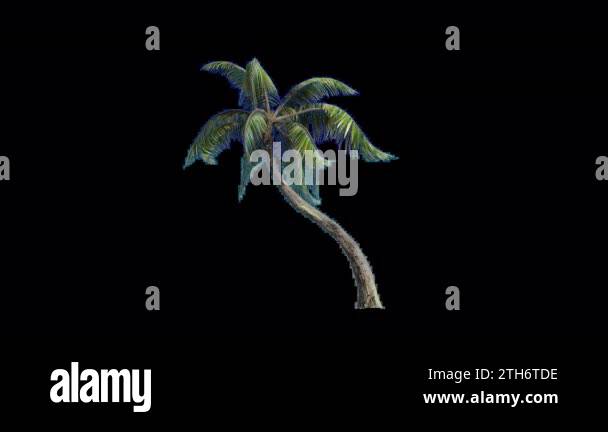 Palm Tree animation in 3d Stock Video Footage - Alamy