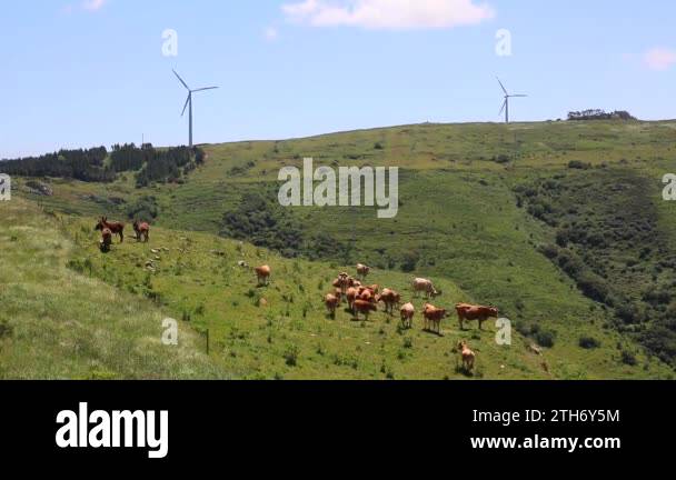 Cow power plant Stock Videos & Footage - HD and 4K Video Clips - Alamy