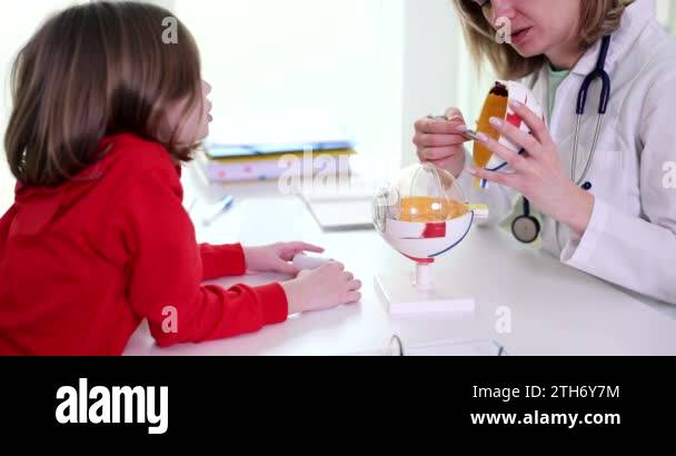 Ophthalmologist shows anatomy of eye to girl child with poor eyesight ...