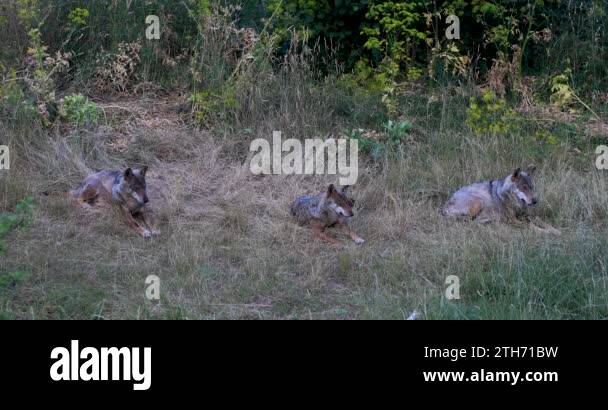 Italian wolf, Canis Lupus Italicus, unique subspecies of the indigenous ...