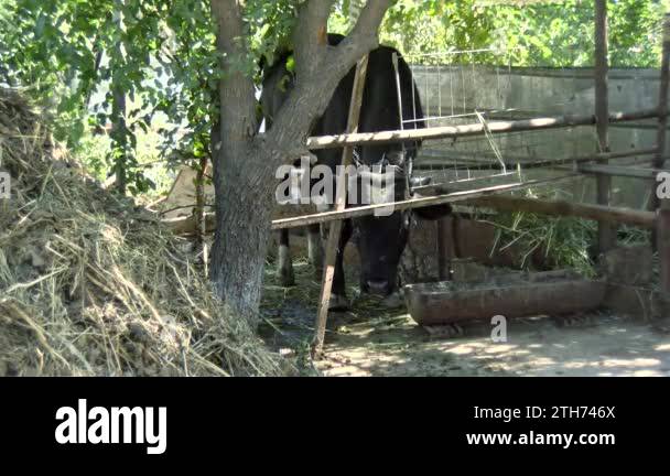 Beef Production Facility. Close-up of a Cow that is eating Fodder from ...