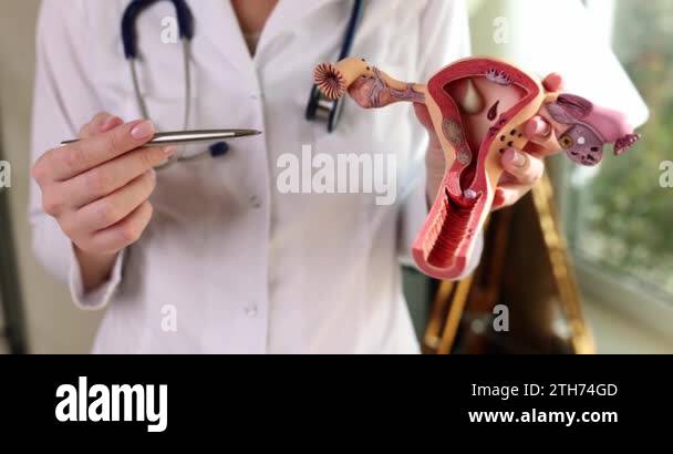 Anatomy of female reproductive system and gynecologist shows patient ...