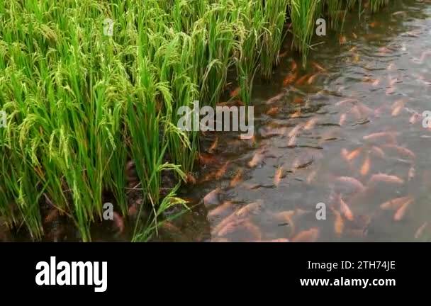 The mina padi cultivation system, which was started to be developed by ...