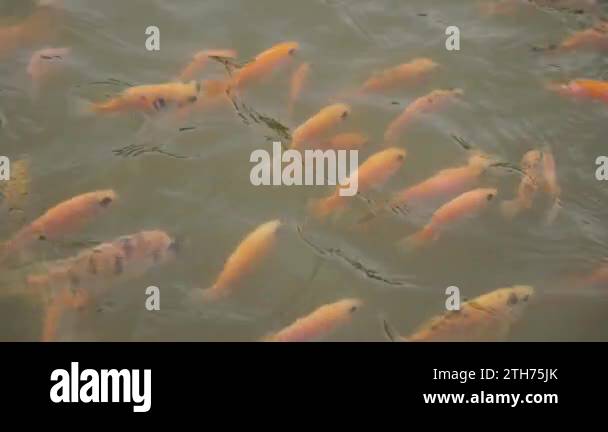 Fresh water pond for fish cultivation and development contains lots of ...