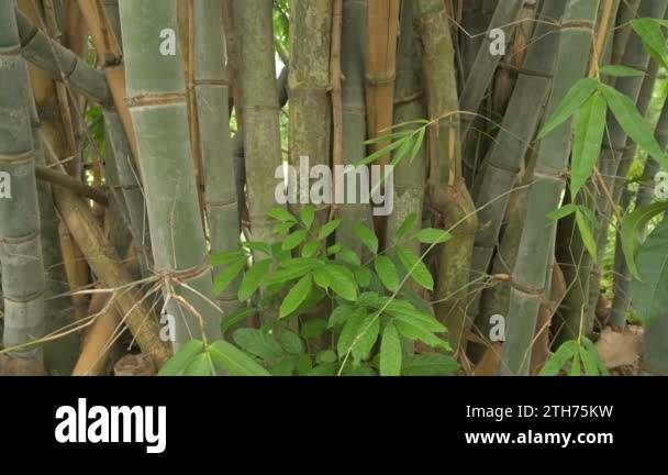Bamboo, bamboo plants are evergreen perennial flowering plants ...