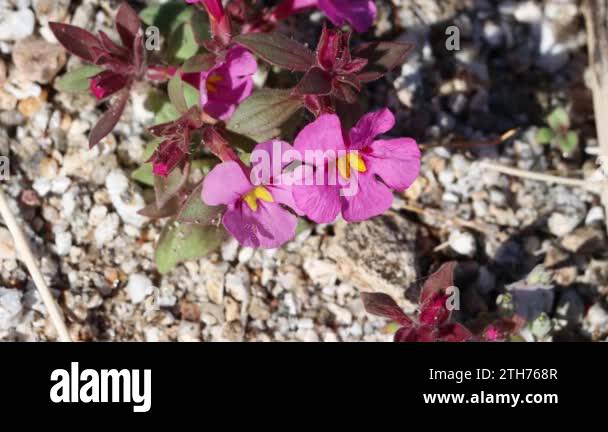 Pink flowering axillary indeterminate raceme inflorescences of Yellow ...
