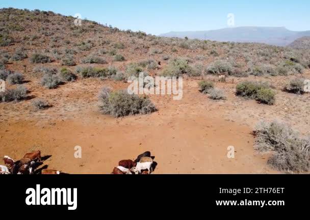 Karoo farm cattle fed to aid diet during drought outside Graaff-Reinet ...