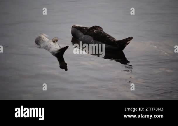 Flipper in the air Stock Videos & Footage - HD and 4K Video Clips - Alamy