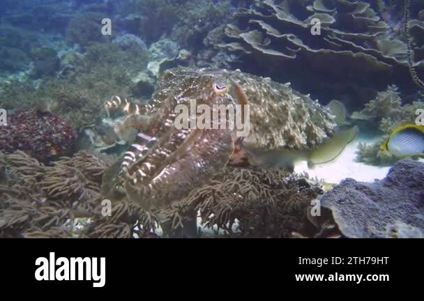 A beautiful cuttlefish is hovering underwater & shows how they can ...