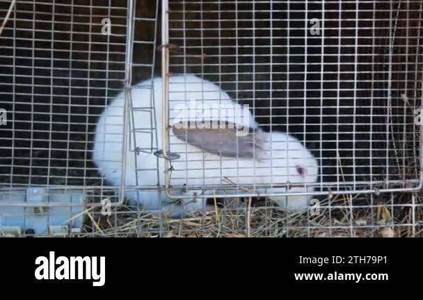 Home rabbit farm Stock Videos & Footage - HD and 4K Video Clips - Alamy