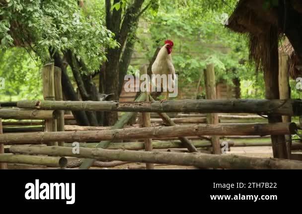Leg rooster Stock Videos & Footage - HD and 4K Video Clips - Alamy