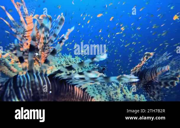 Schooling Red Sea Common Fish. Underwater sea fish. Colourful ...