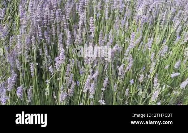 Lavandula with common name lavender is a genus of 47 known species of ...