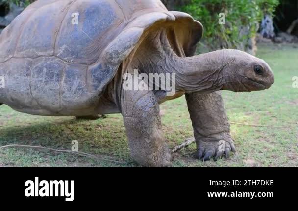 Tortoise standing Stock Videos & Footage - HD and 4K Video Clips - Alamy