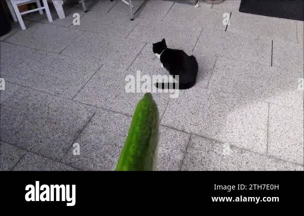 Cat scared cucumber Stock Videos & Footage - HD and 4K Video Clips - Alamy