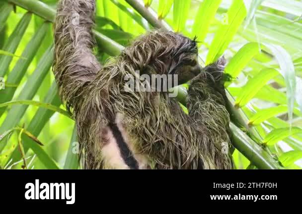 Rainforest Wildlife, Sloth in Costa Rica, Climbing a Tree, Brown ...