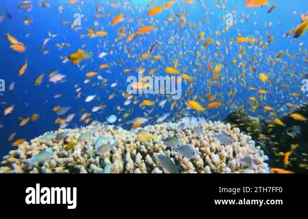 Coral Colourful Garden Vibrant Fish. Blue turquoise sea water waves ...