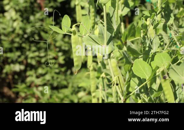 Pea plant tendrils Stock Videos & Footage - HD and 4K Video Clips - Alamy