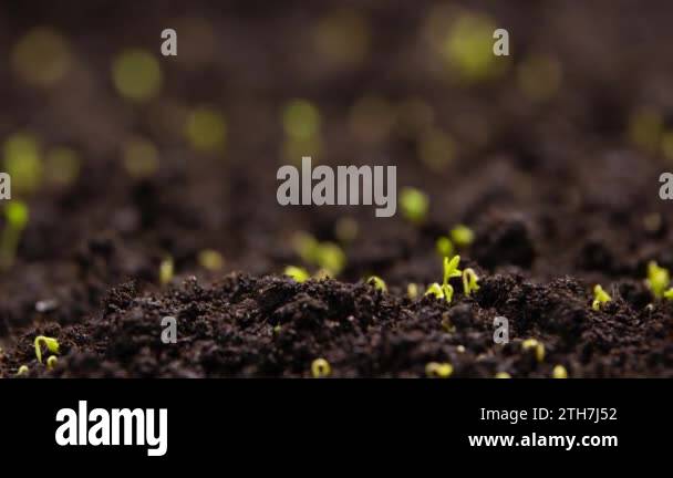 Agriculture. Growing plants in time lapse. Sprout germination at spring. Green seedling in soil ...