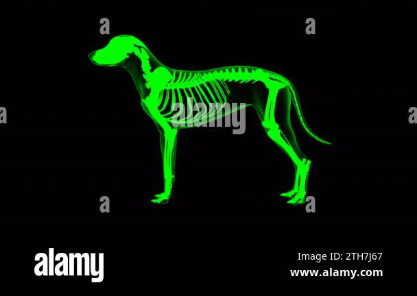 Cervical Auricularis Superficialis Muscle Dog muscle Anatomy For ...