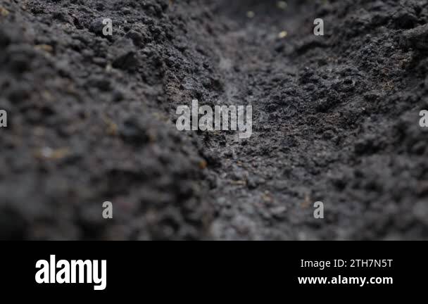 Sowing season planting seed bags. Farmer hand soil sowing seed packet ...