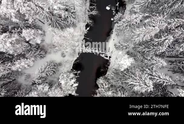 Flying over black river and snow covered forest. Treetops with ice and snow. Cold winter morning ...