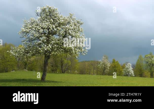 Swaying branches of a fruit tree filled with beautiful white flowers ...