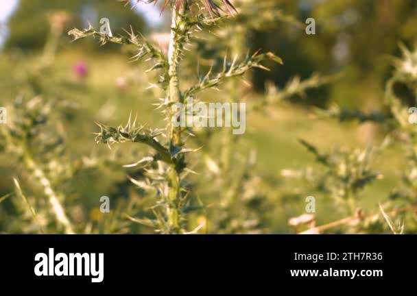 Stiff stem Stock Videos & Footage - HD and 4K Video Clips - Alamy