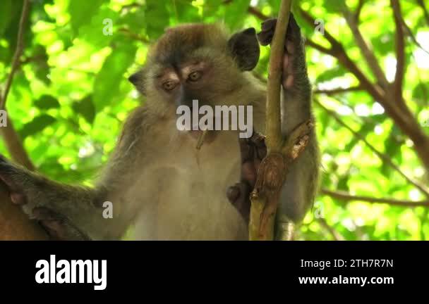 Southeast asian primates Stock Videos & Footage - HD and 4K Video Clips ...