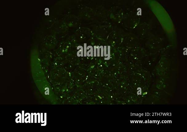 Animation of early embryonic development. Cell division, formation of ...