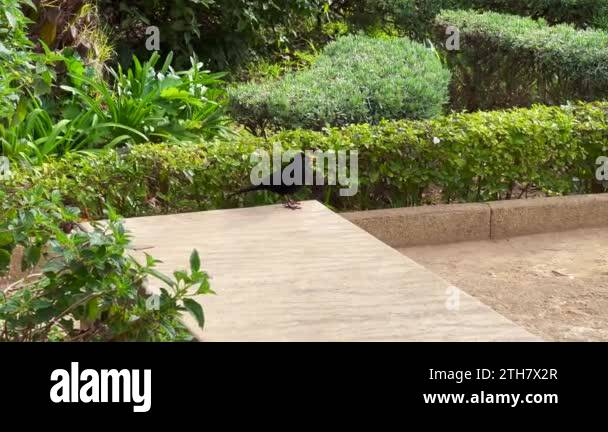 Raven standing on bench Stock Videos & Footage - HD and 4K Video Clips ...