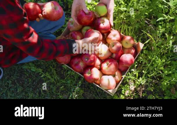 Two small hands of a child reach for a perfectly ripe apple, their ...