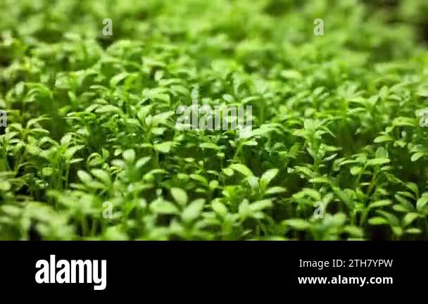 Agriculture. Growing plants in time lapse. Sprout germination at spring ...