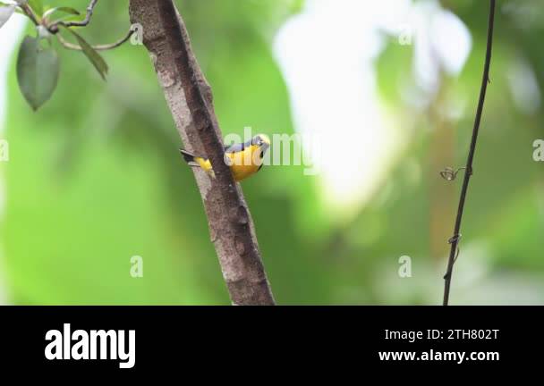 Rainforest birdwatching Stock Videos & Footage - HD and 4K Video Clips ...