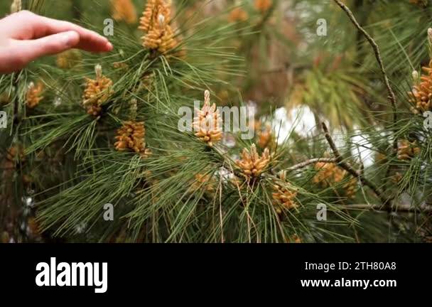 Pollen falling from pine Stock Videos & Footage - HD and 4K Video Clips ...